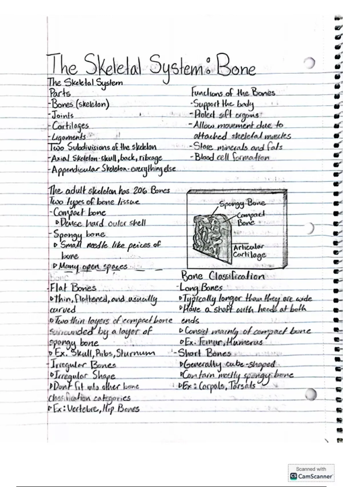Skeletal System Anatomy notes - Anatomy - Stuvia US