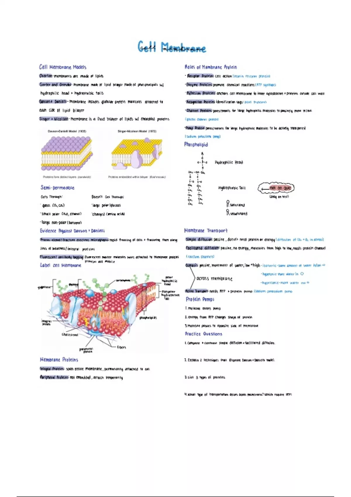Cell Membrane IB Biology Year 1 - IB Biology - Stuvia US