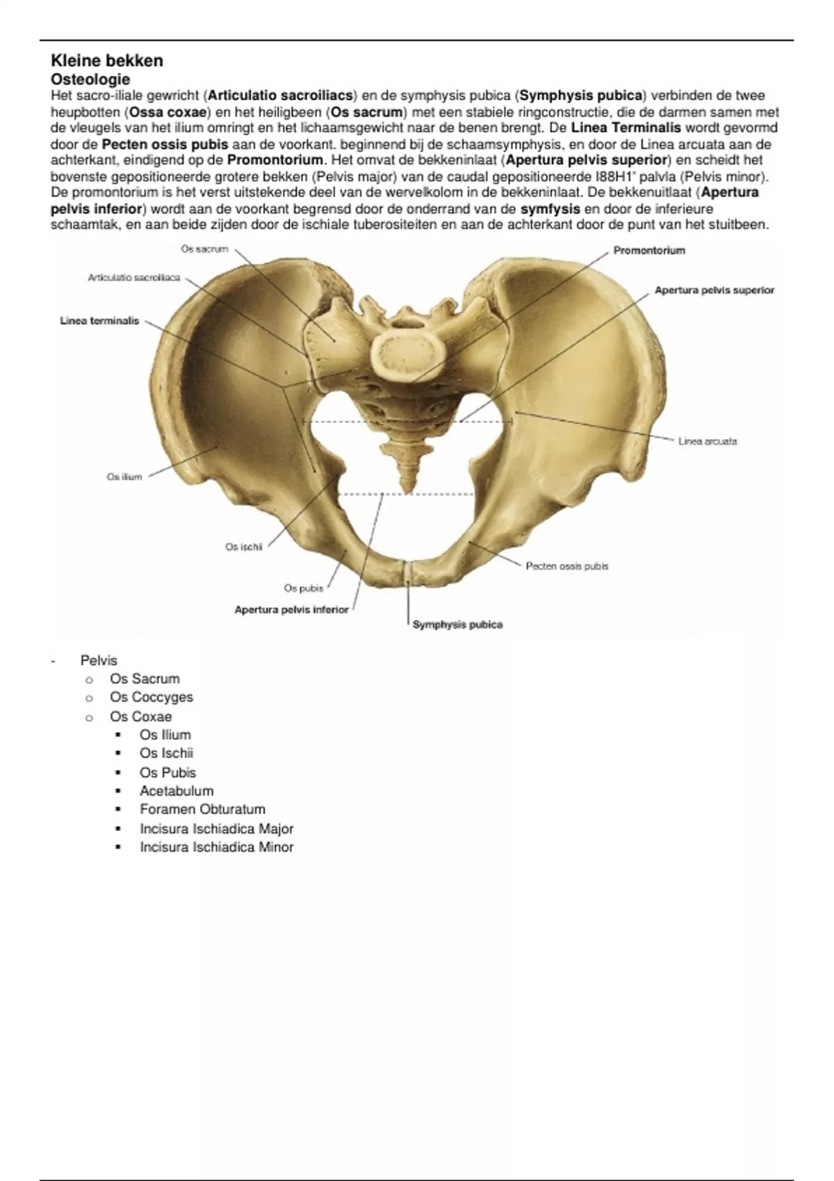 Samenvatting Anatomie Klein bekken, Genitalia interna - Anatomie ...