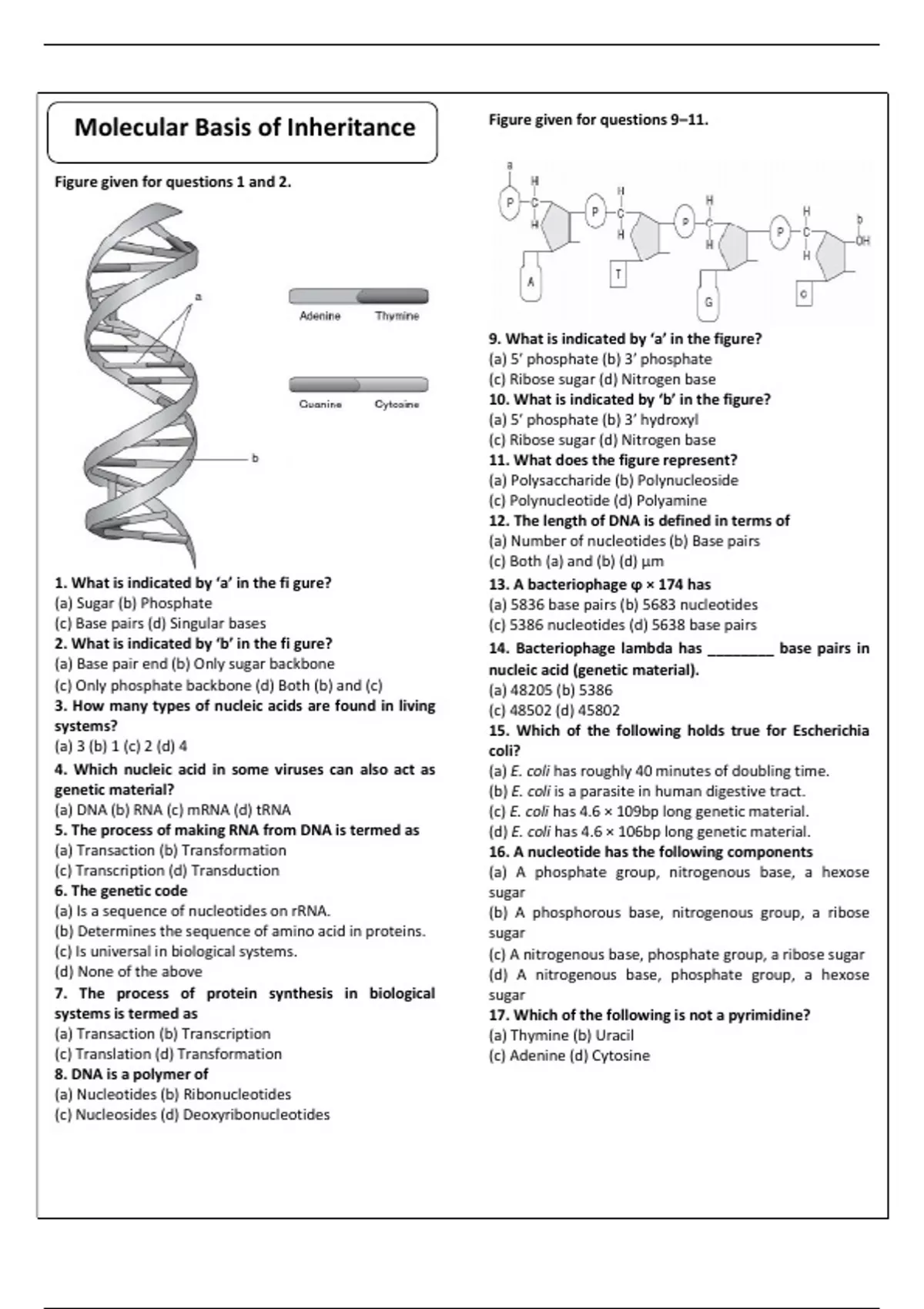 Molecular basis of inheritance mcq questions - Biology - Stuvia US