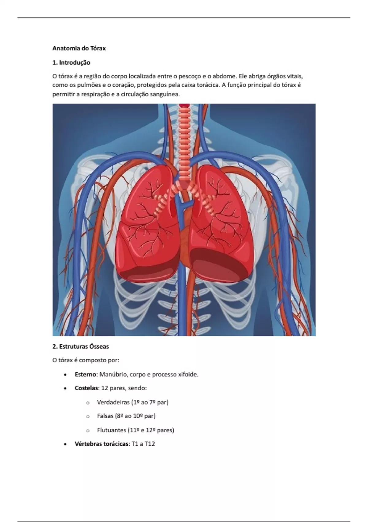 Summary Anatomia do Tórax – Resumo Completo e Ilustrado - Anatomia ...