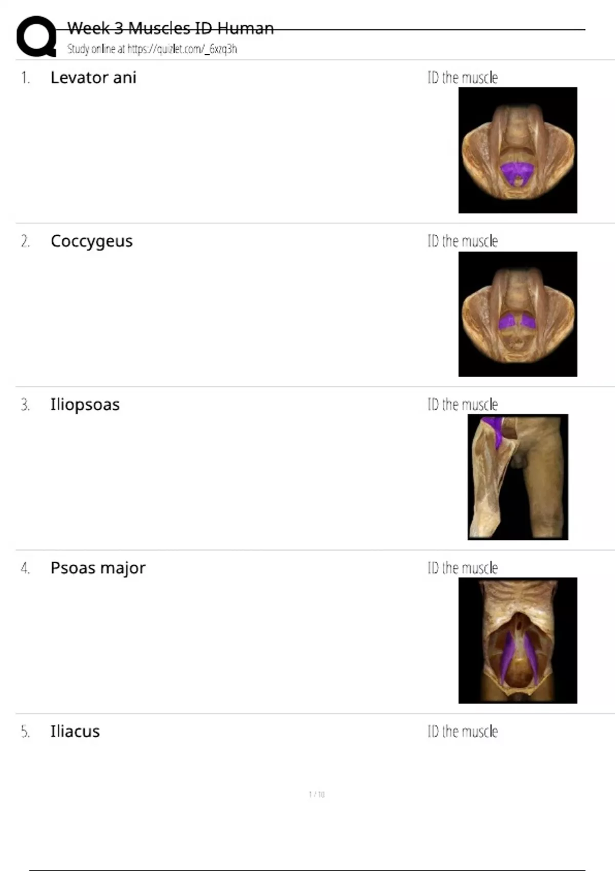Summary Week 3 Muscles ID Human 2025/2026 verified notes - Muscle ...