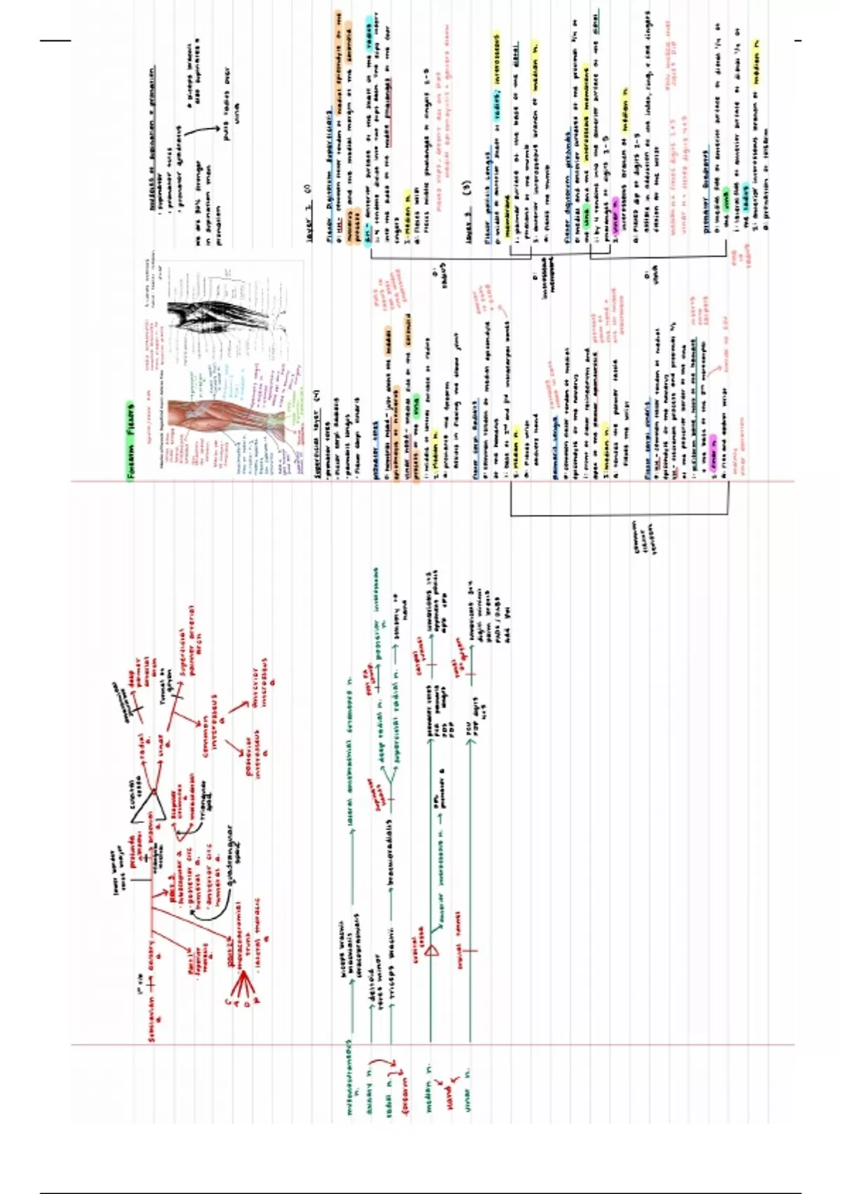 Summary Arteries of the Arm and Forearm Flexors - Gross Anatomy PTAN511 ...