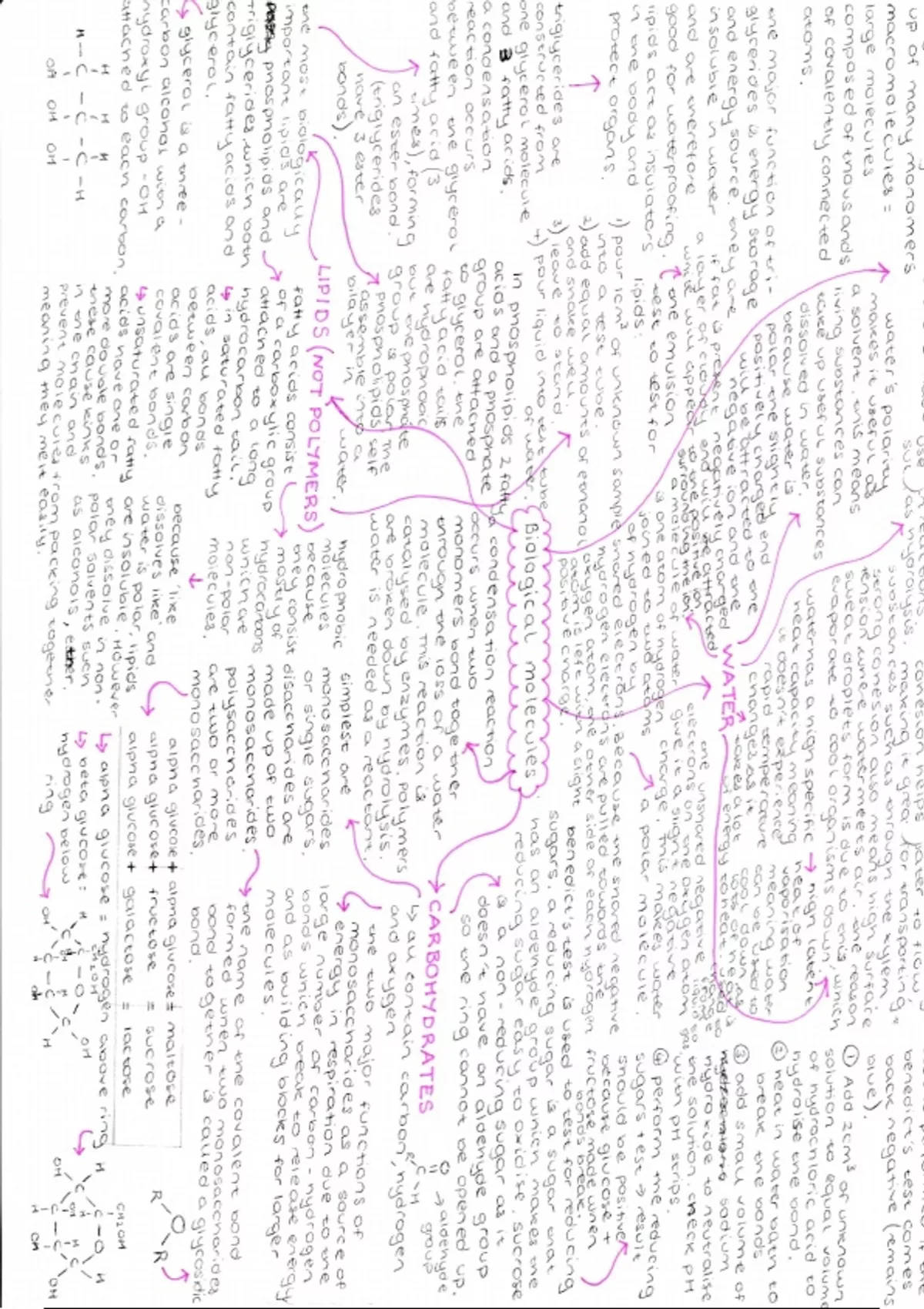 Summary Biological Molecules Mind Map - Carbohydrates, Lipids, Water ...