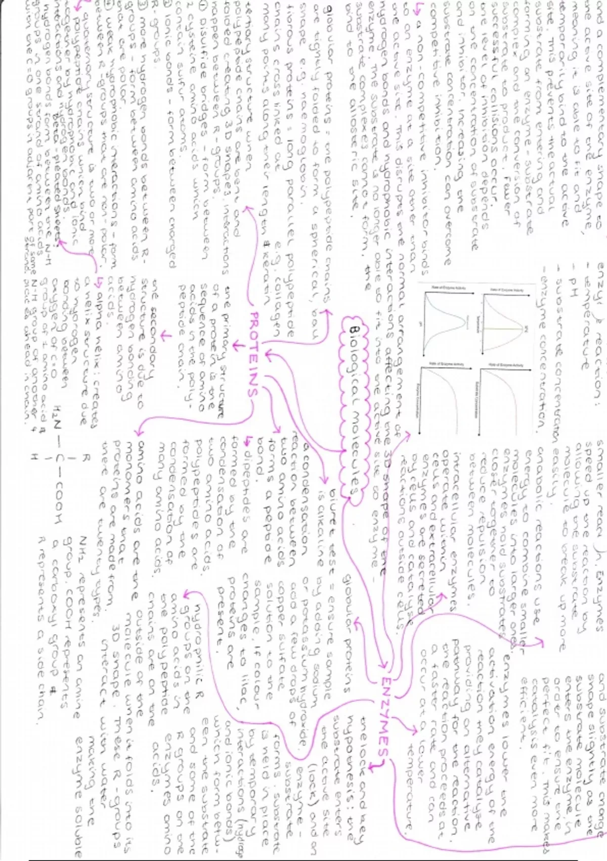 Summary Biological Molecules Mind Map - Proteins and Enzymes - Unit 1 ...