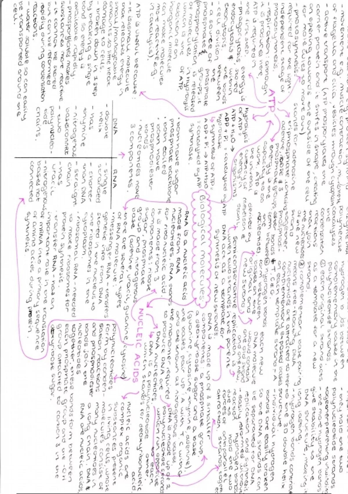 Summary Biological Molecules Mind Map - Nucleic Acids & ATP - Unit 1 ...