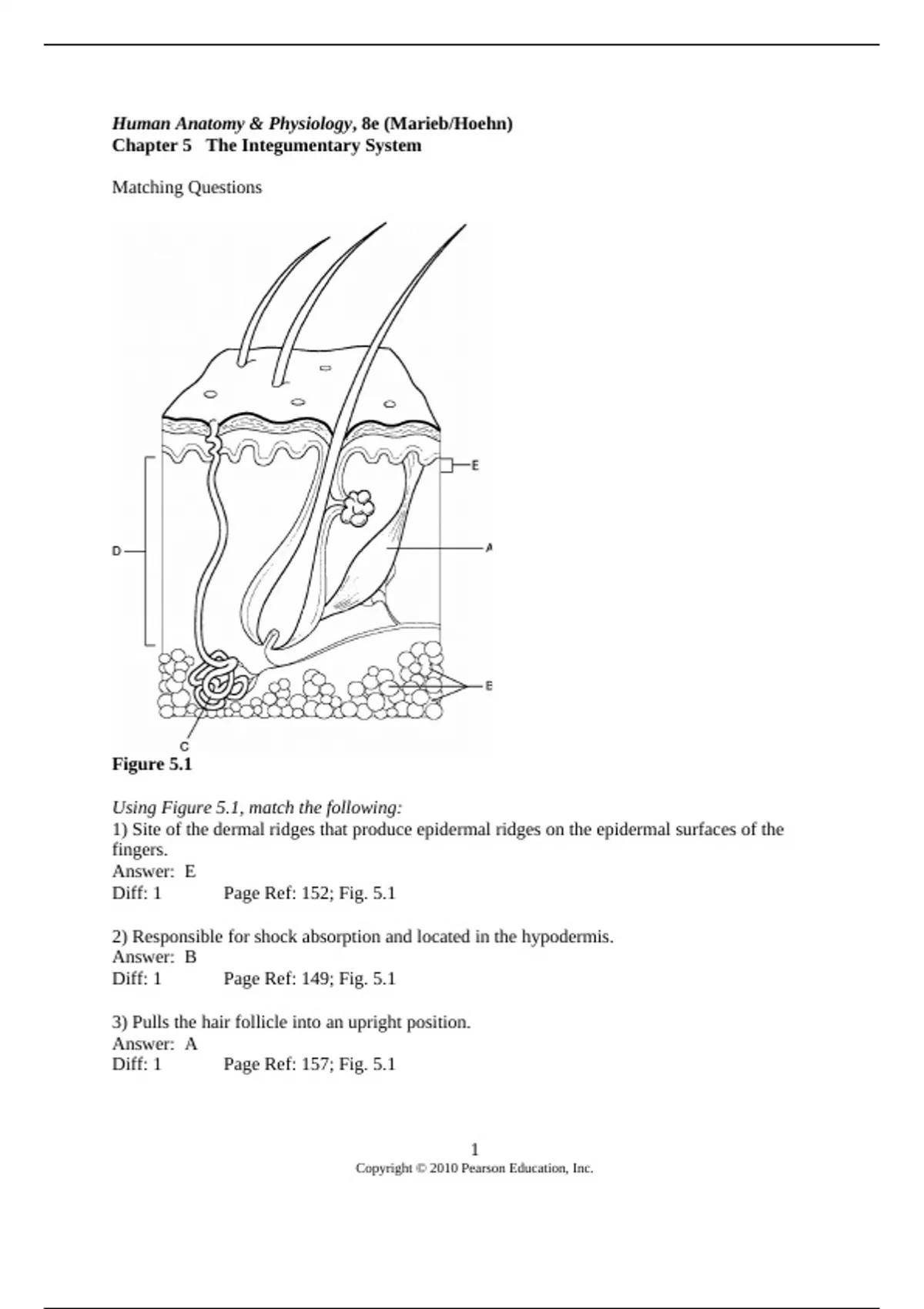 Anatomy and Physiology Chapter 5 TEST BANK - Human anatomy and ...