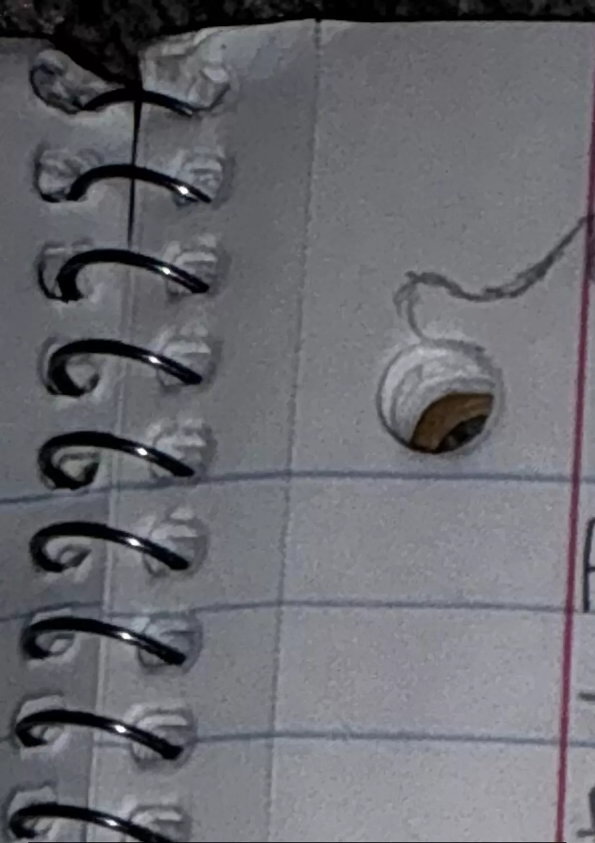 U Class notes U.S government - U.S government - Stuvia US