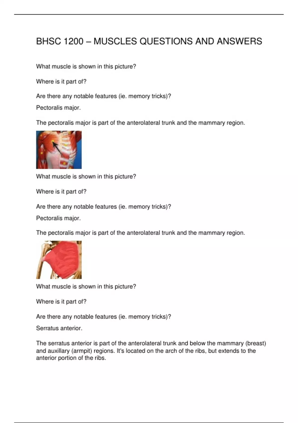 BHSC 1200 – MUSCLES QUESTIONS AND ANSWERS - BHSC 1200 - Stuvia US