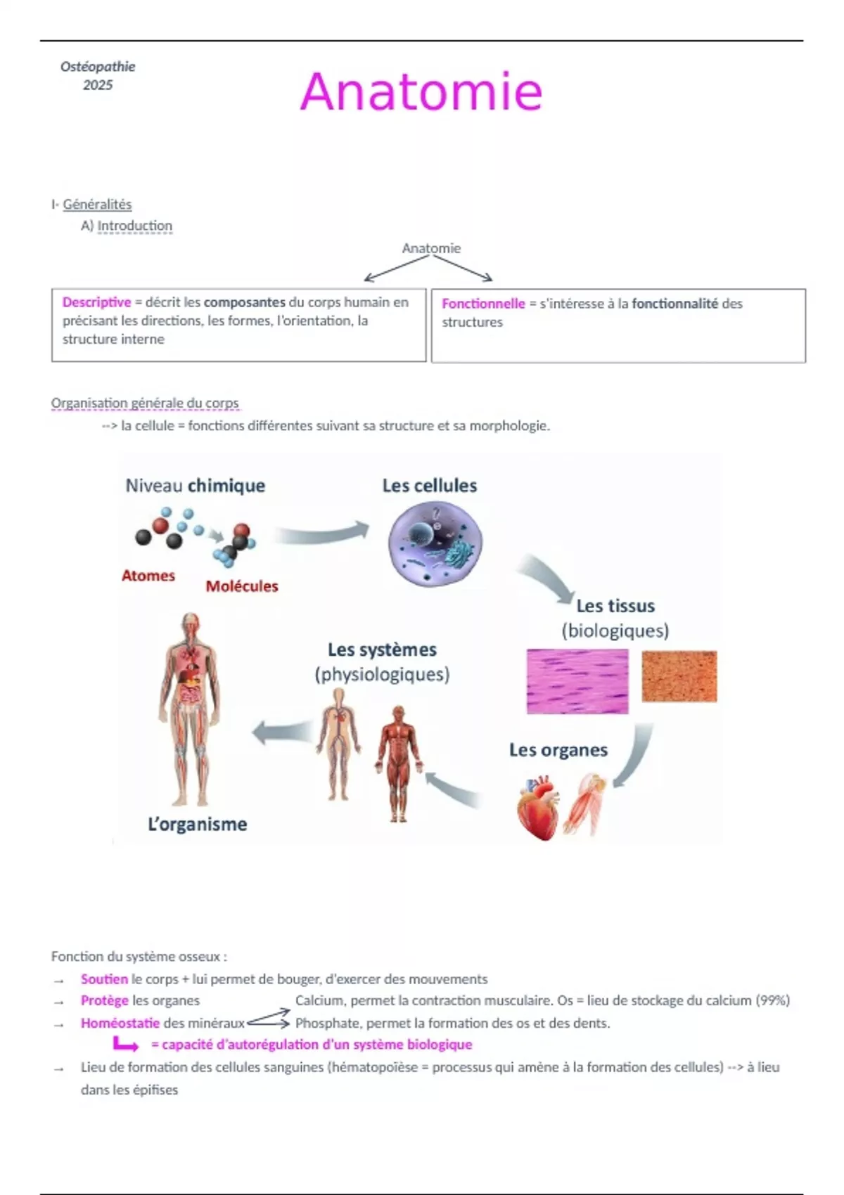Résumé Fiche de révision – Anatomie STAPS L1 – Os, squelette, colonne ...