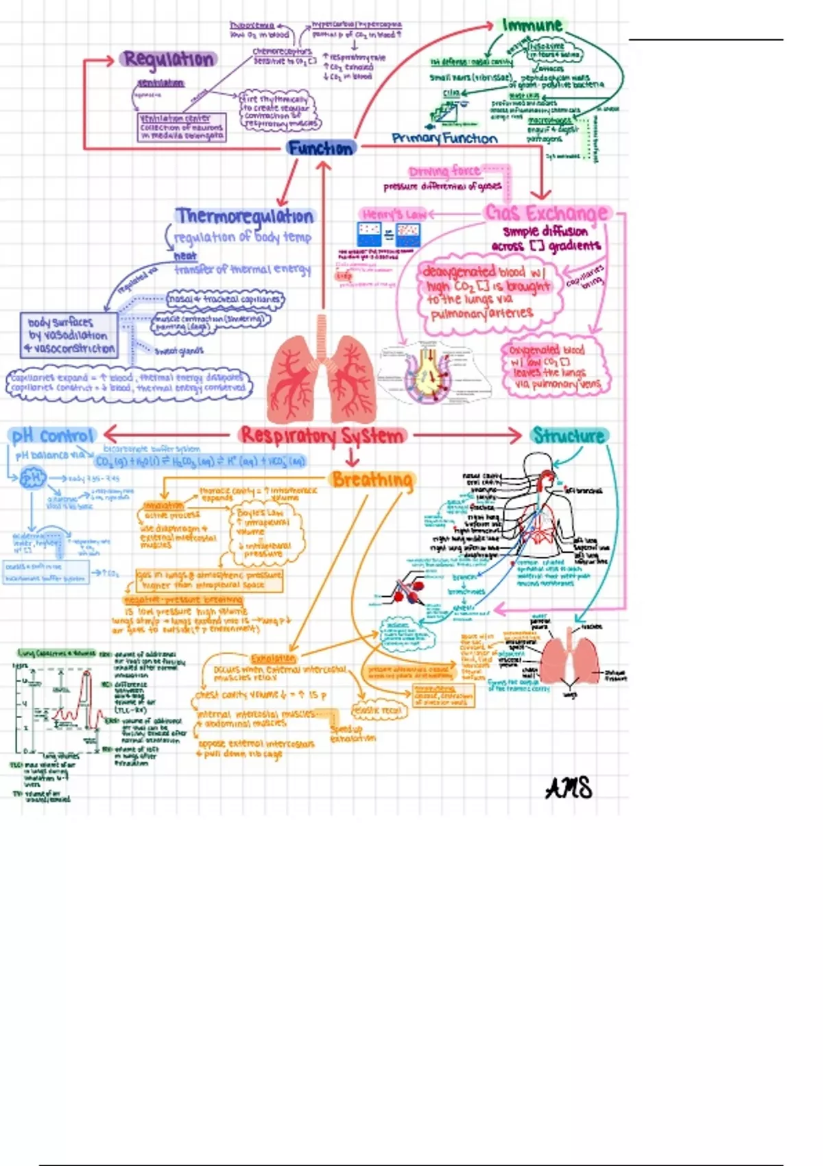 Summary Respiratory System Mind Map - I am studying for the MCAT ...