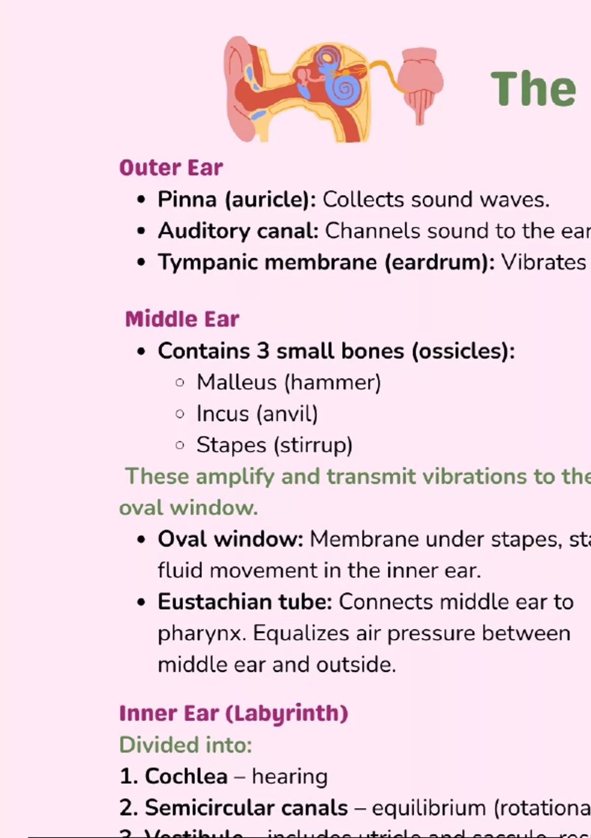 Summary Human Ear: Structure, Hearing, and Balance Simplified - MCP08 ...
