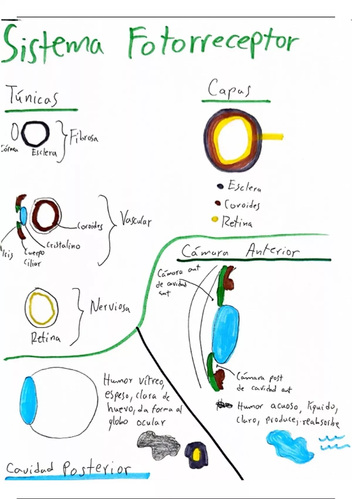 Histologia del sistema fotorreceptor ilustrada - Histología - Stuvia US