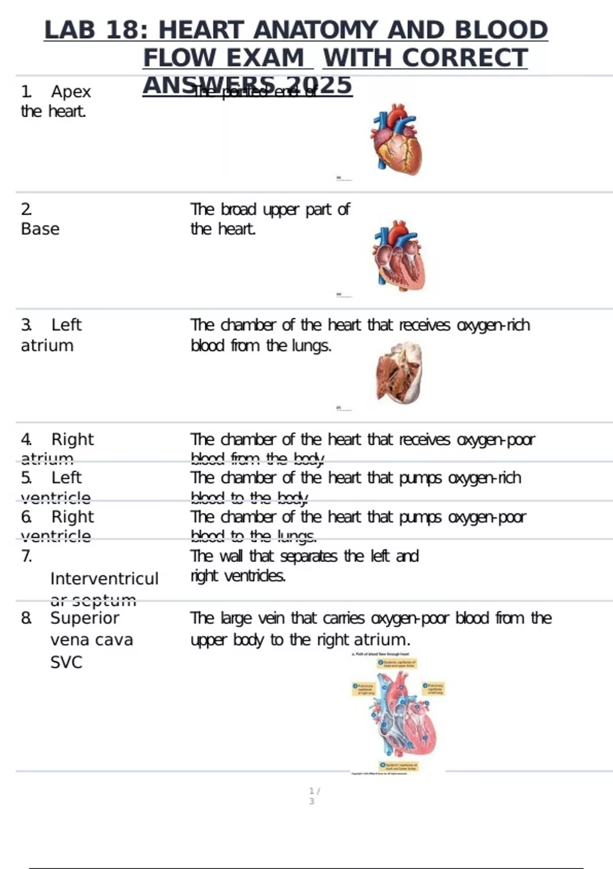 LAB 18: HEART ANATOMY AND BLOOD FLOW EXAM WITH CORRECT ANSWERS 2025 ...