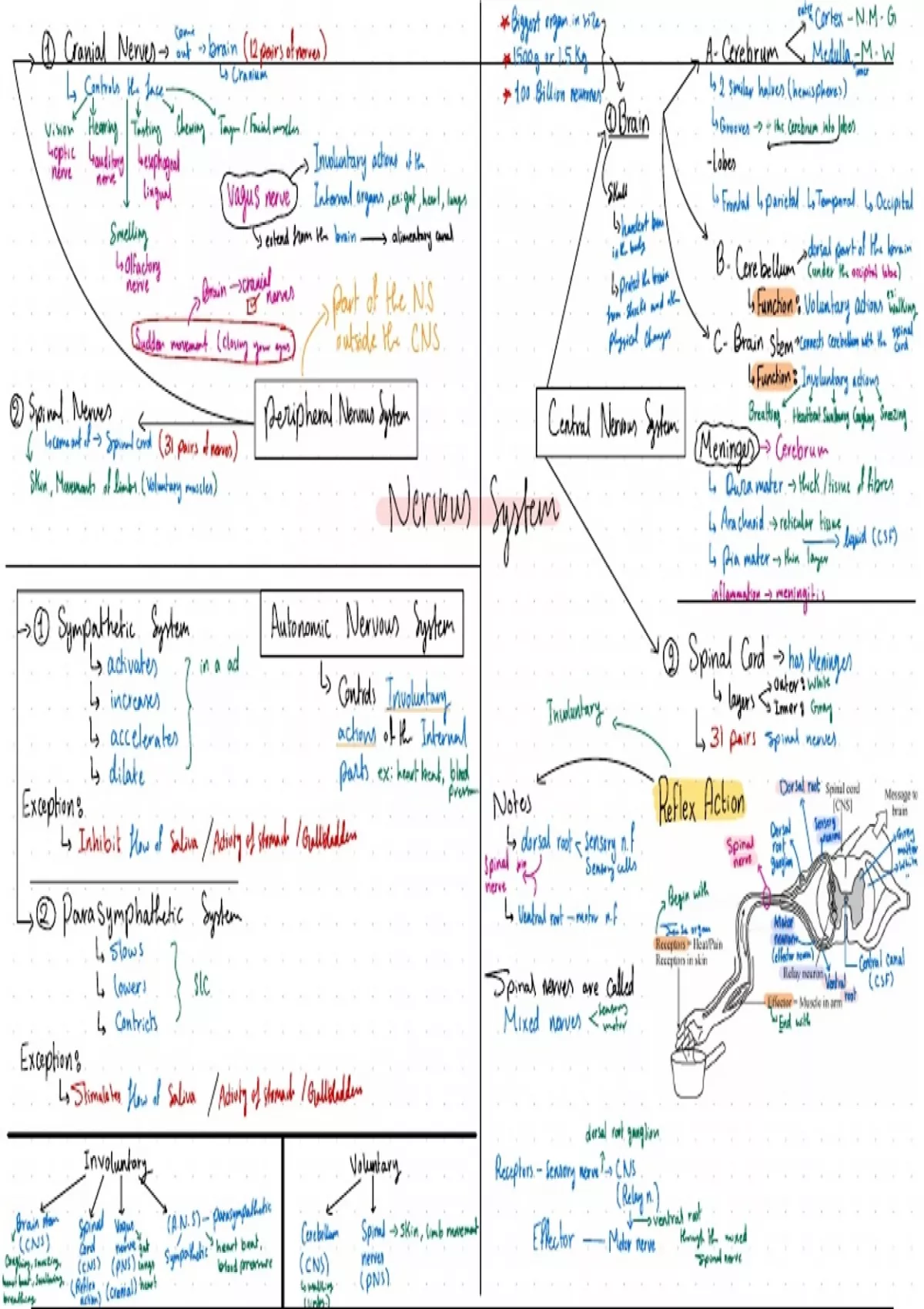 Human Senses & Nervous System – Complete Summary Bundle (Save 25% ...
