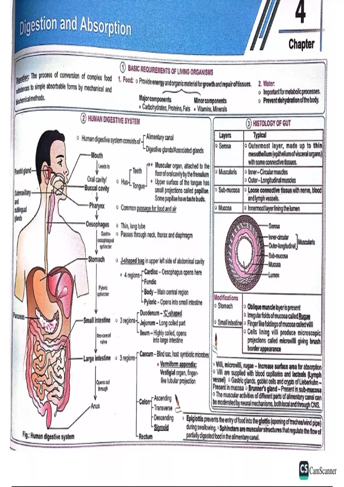 Digestion and absorption, best describtion and most relevant - Biology ...