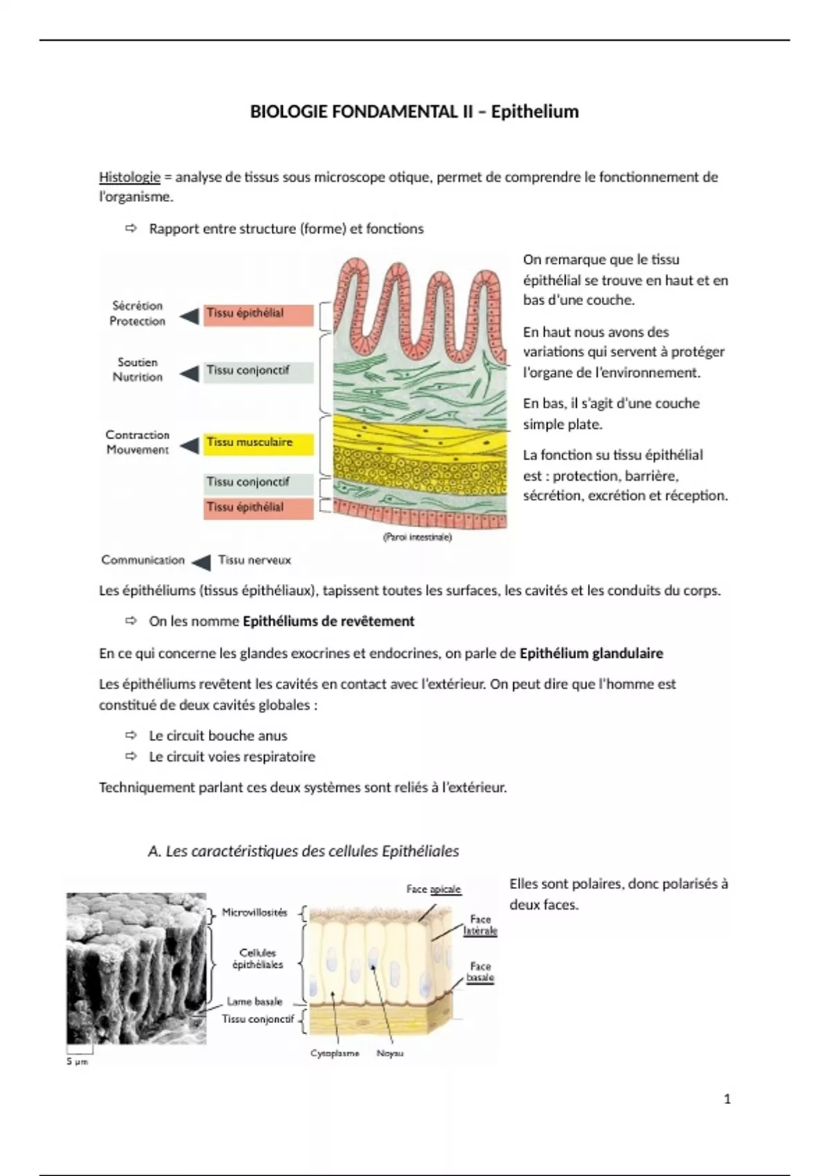 Résumé Fonctionnement du corps humain, les tissus, glandes, sang et ...