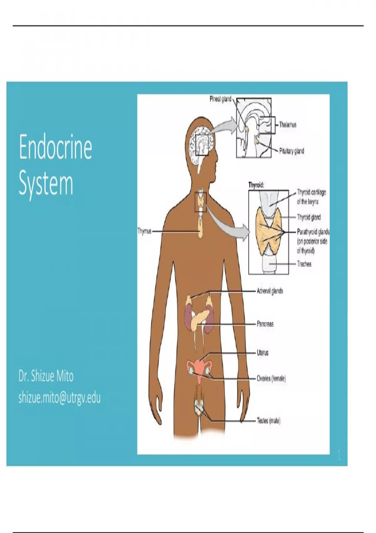 Comprehensive Study Guide on the Endocrine System: Anatomy, Functions ...