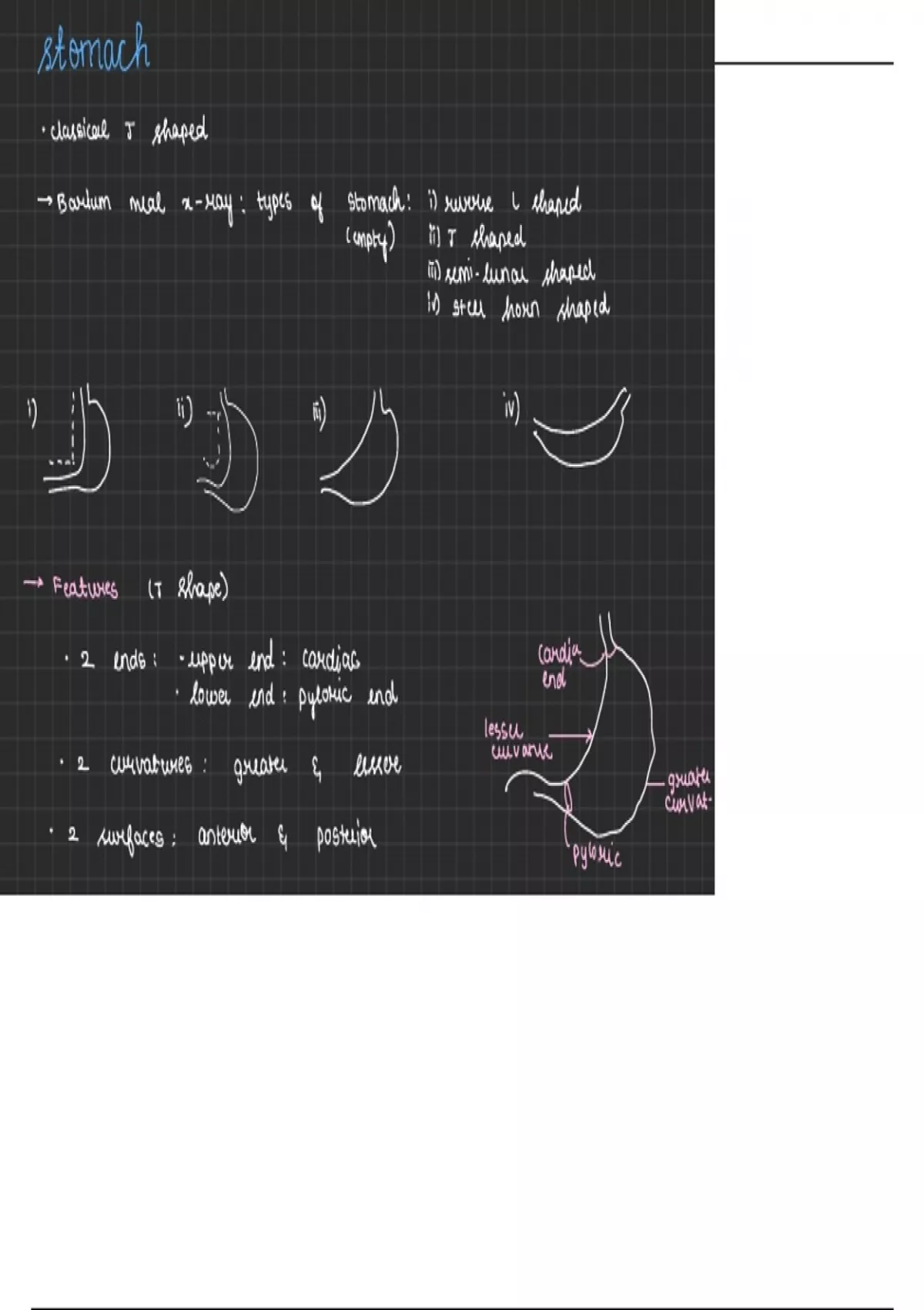 Stomach Anatomy – Summary notes with Radiographic and Clinical ...