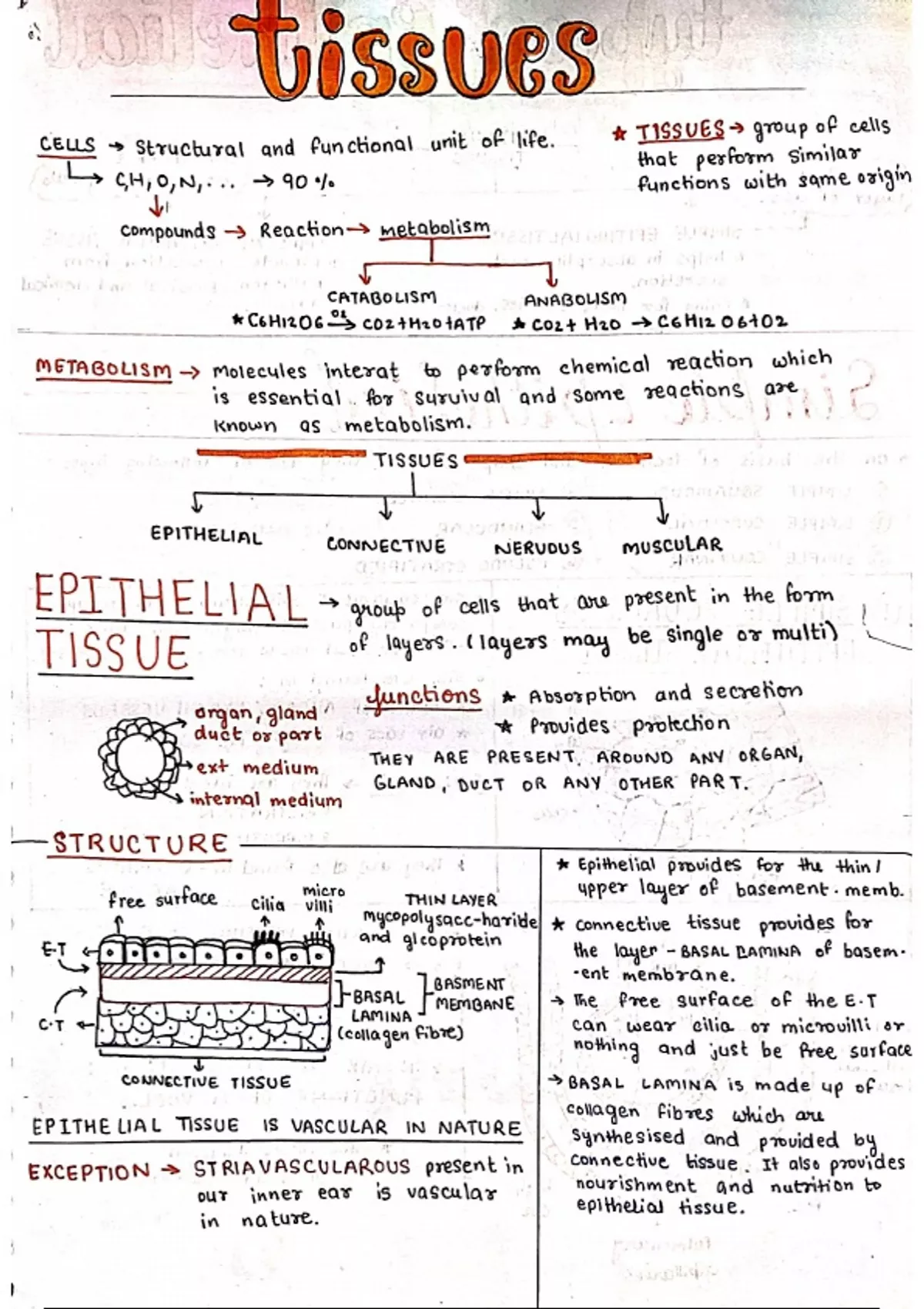 Animal Tissue – NEET Class 11 Biology Notes - Biology - Stuvia US