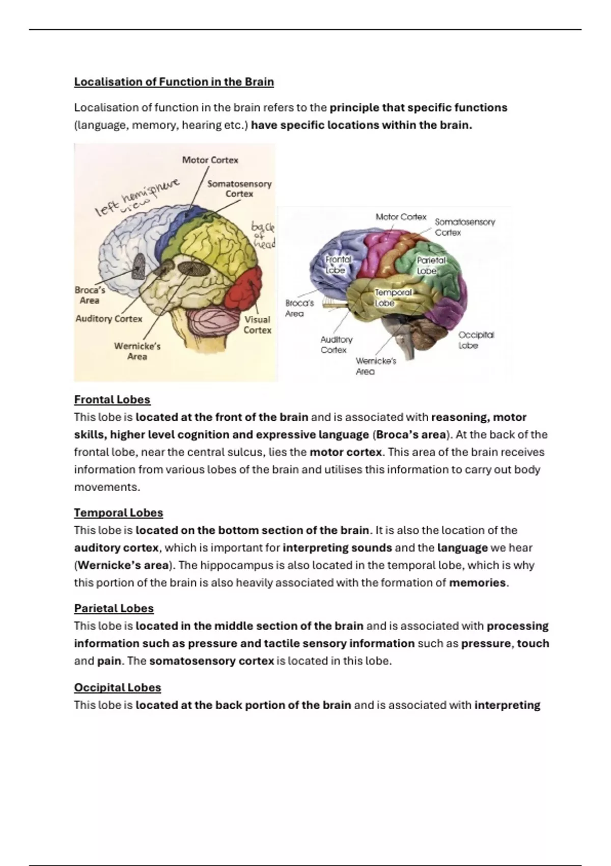 Summary Localisation of Function in the Brain Revision Sheets and ...