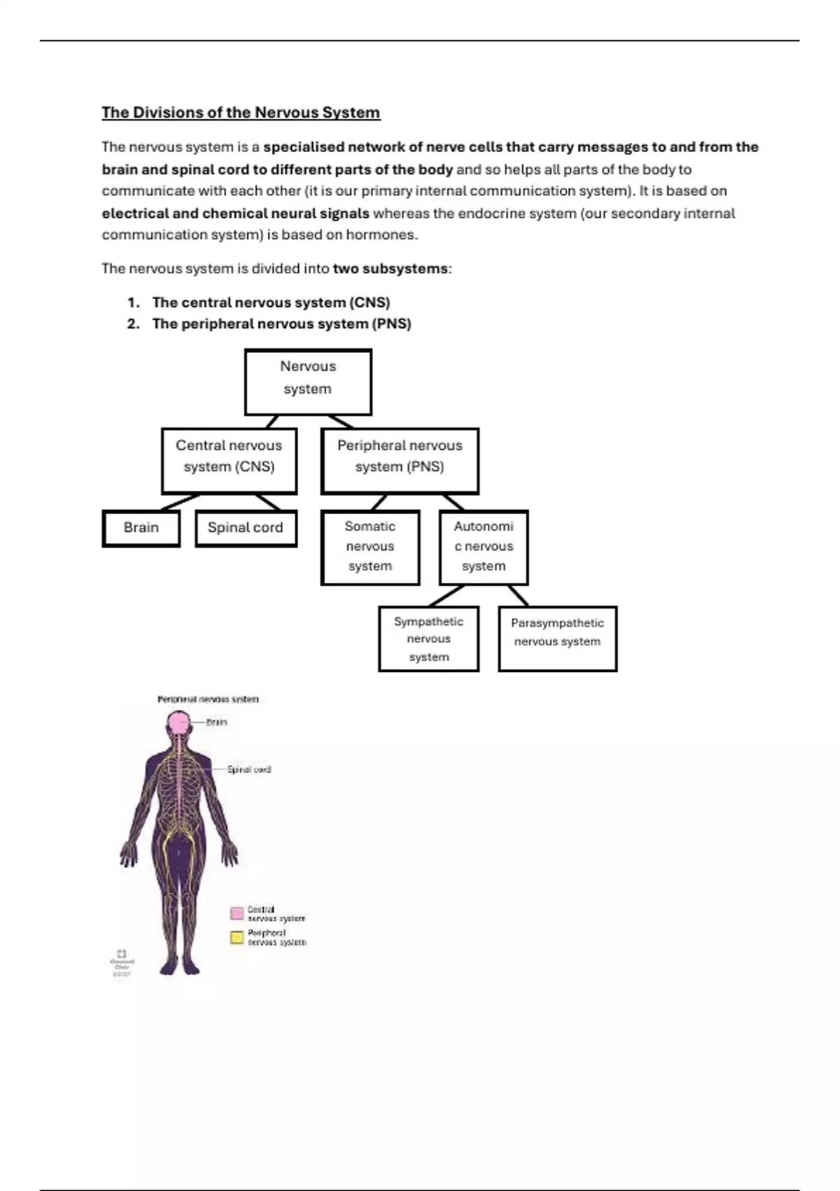 Summary The Divisions of the Nervous System Revision Sheets and ...