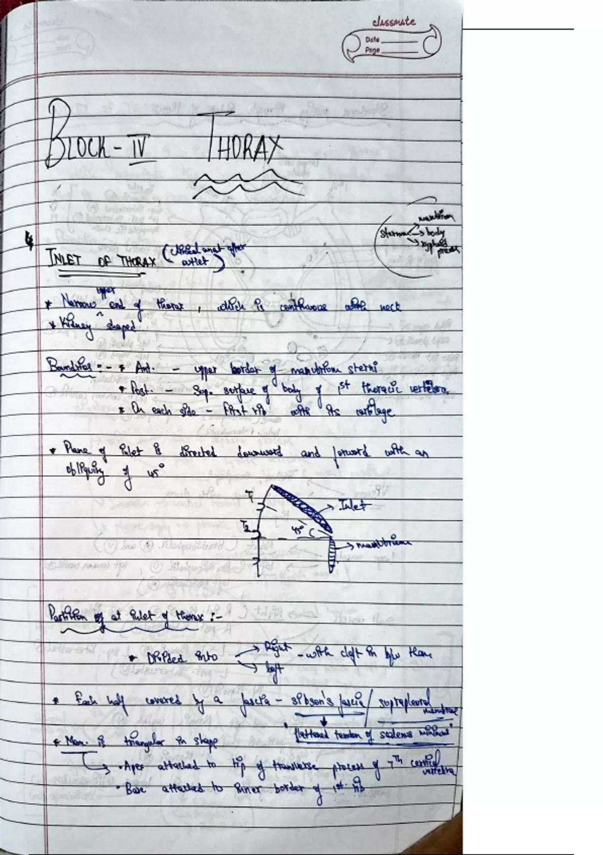 Mbbs First Year Complete Anatomy Notes Diagrams Theory Anatomy