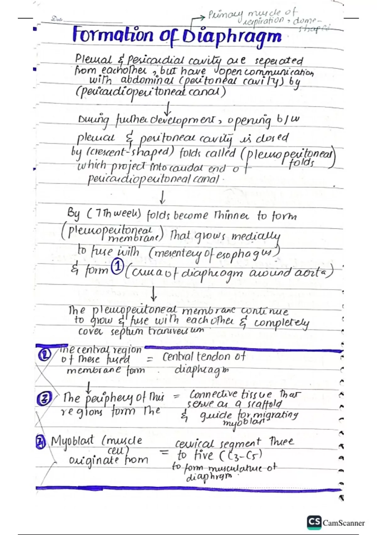 Formation of Diaphragm (Embryology) - Anatomy, embryology,biochemistry ...
