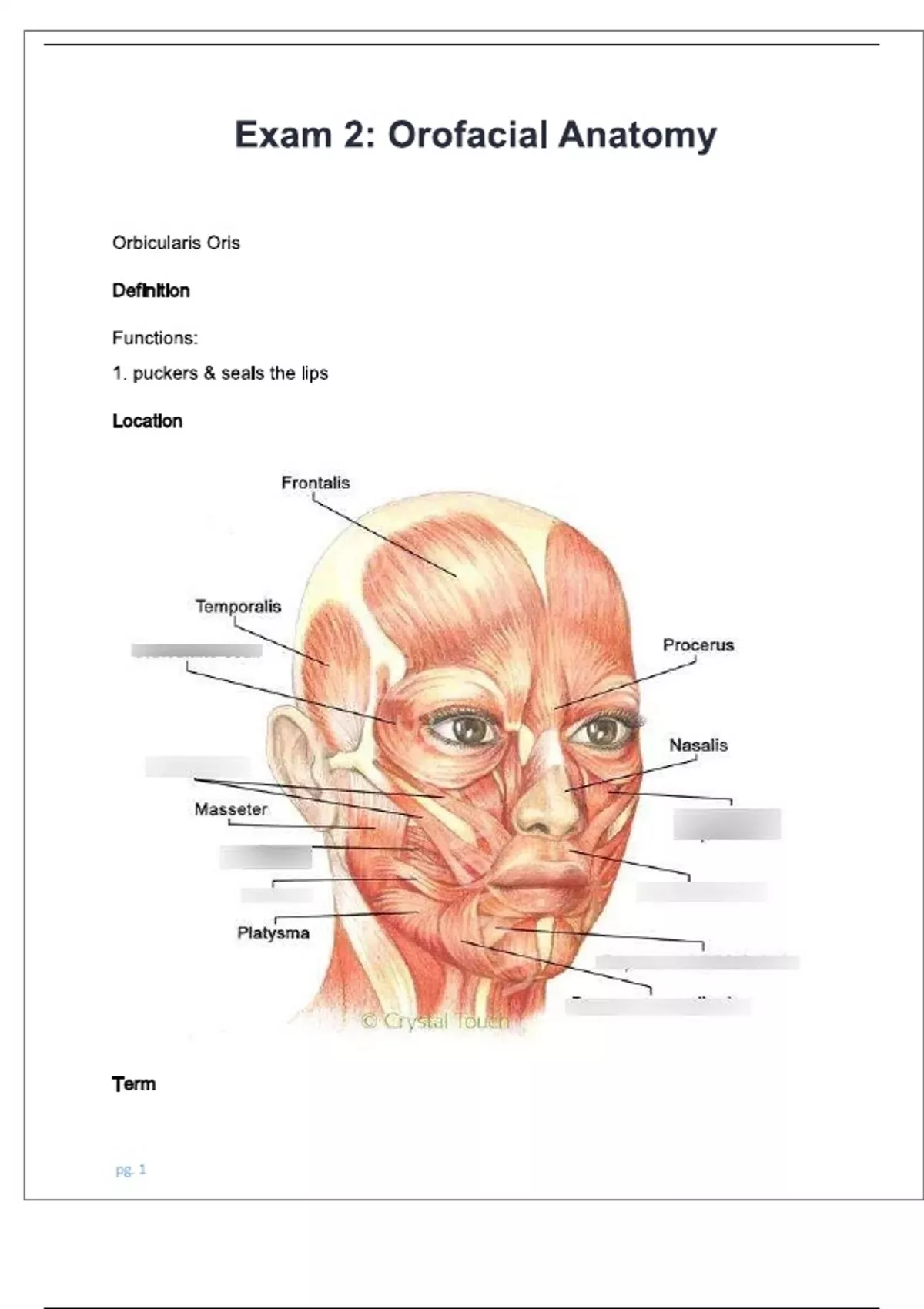 Exam 2 Orofacial Anatomy Anatomy of Orofacial Structures (New 2025/2026 ...
