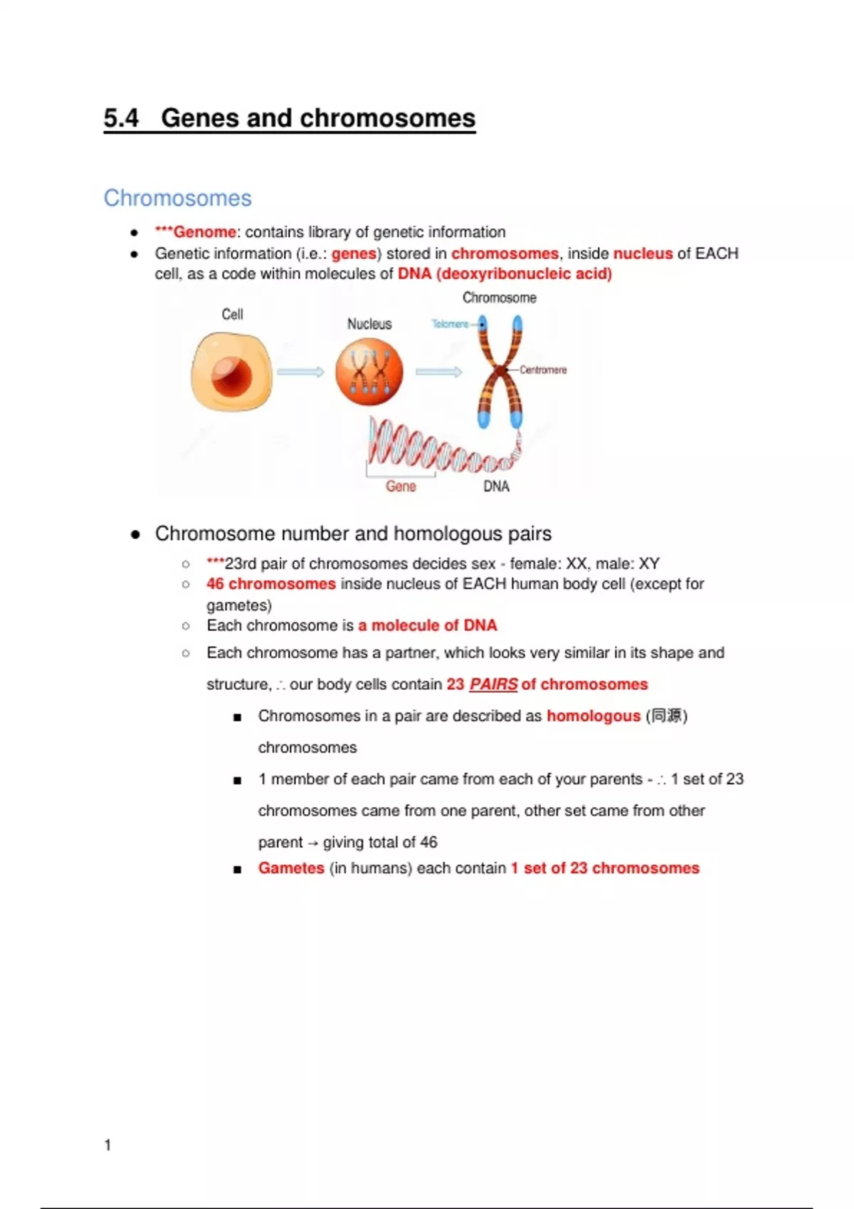 Chapter 5.4 Genes and chromosomes - Summary Edexcel International GCSE ...