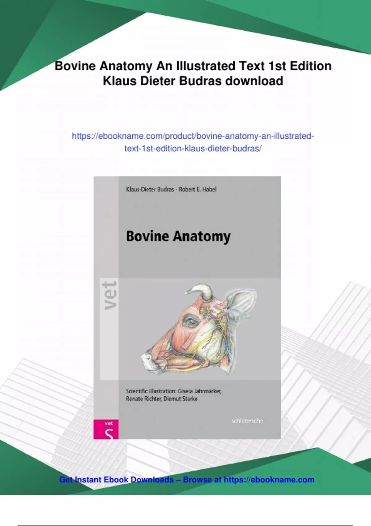 Summary Bovine Anatomy An Illustrated Text 1st Edition Klaus Dieter ...