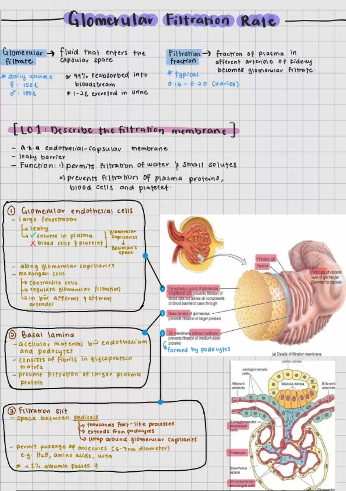 Glomerular filtration rate notes - MBBS - Stuvia US