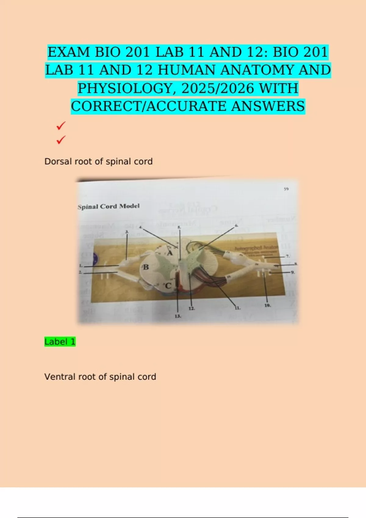EXAM BIO 201 LAB 11 AND 12: BIO 201 LAB 11 AND 12 HUMAN ANATOMY AND ...