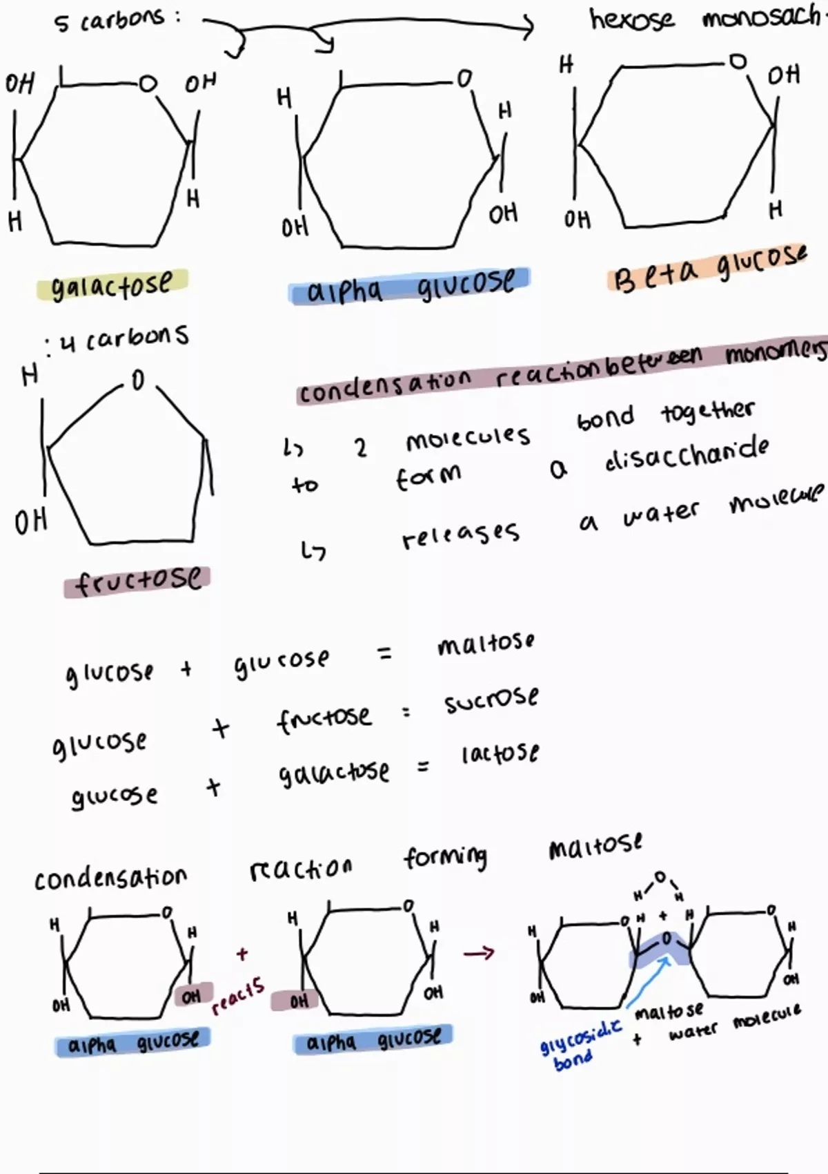 Notes on proteins, carbohydrates, lipids, cell structure and electron ...