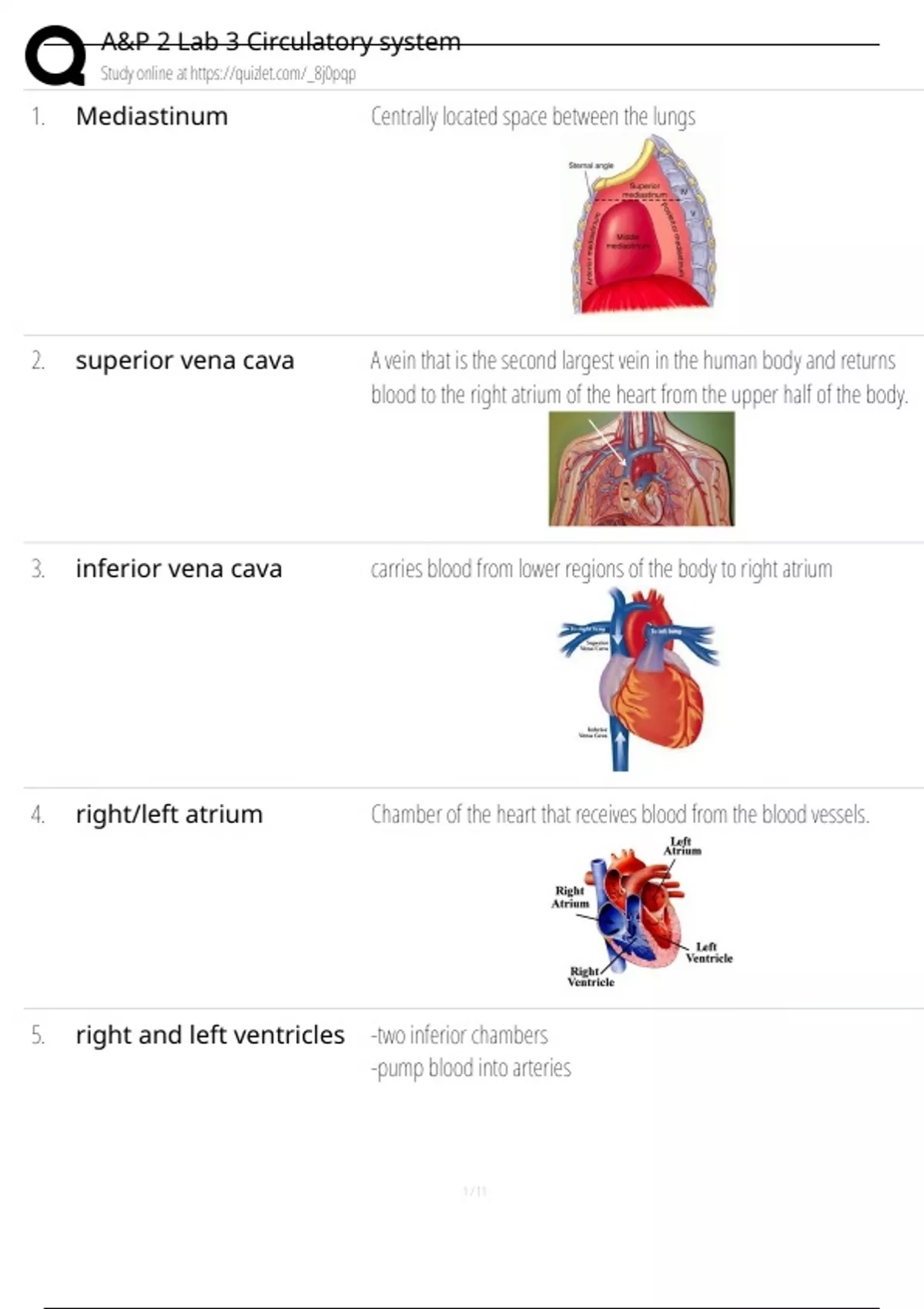 A&P 2 Lab 3 Circulatory system - A&P 2 Lab 3 Circulatory system - Stuvia US