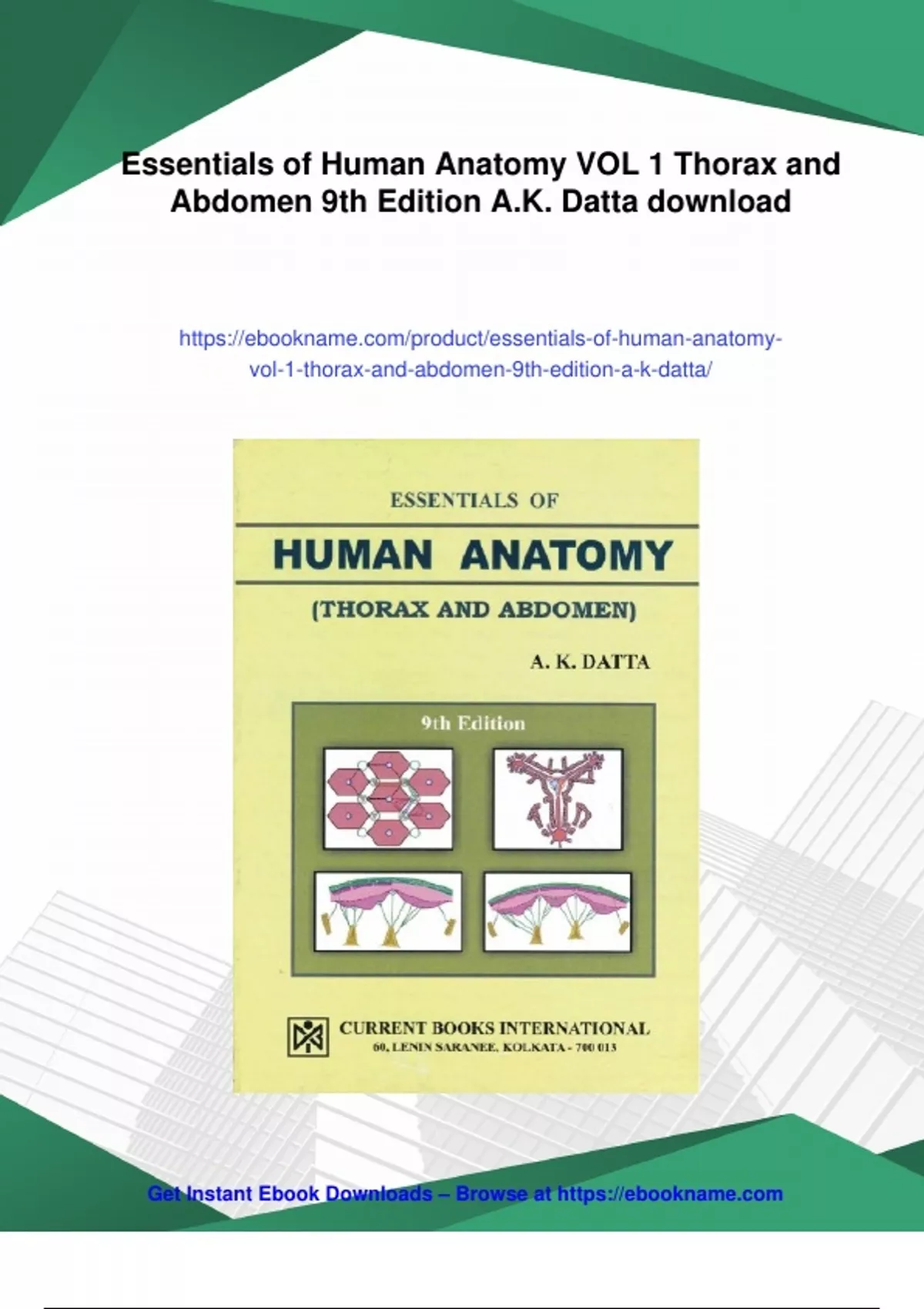 Summary Essentials of Human Anatomy VOL 1 Thorax and Abdomen 9th ...