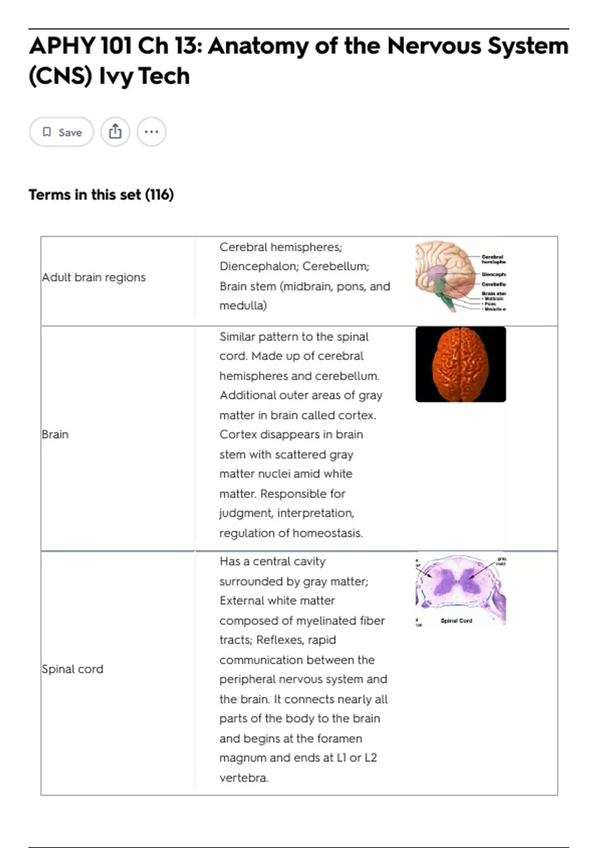 APHY 101 Ch 13: Anatomy of the Nervous System Adult brain regions ...