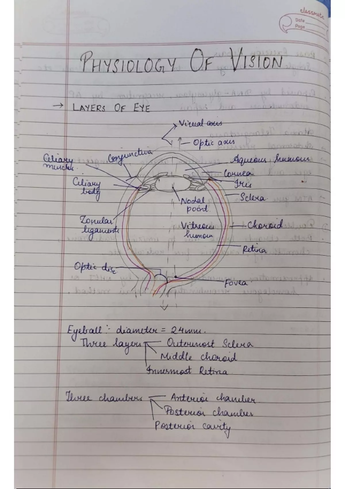 Physiology of Special Senses : Vision and Hearing - Stuvia UK