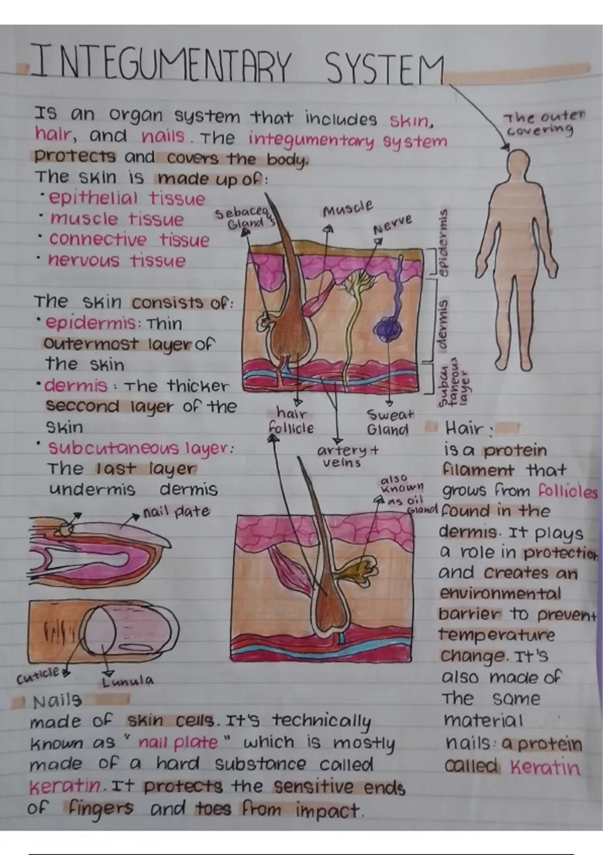 Biology: Introduction Integumentary System Detailed Notes - Biology ...