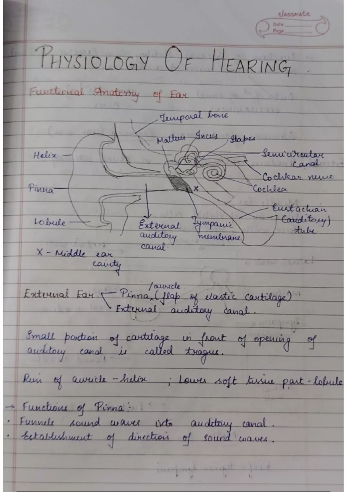 Summary The Ear's Symphony: Physiology of Hearing - Physiology - Stuvia US