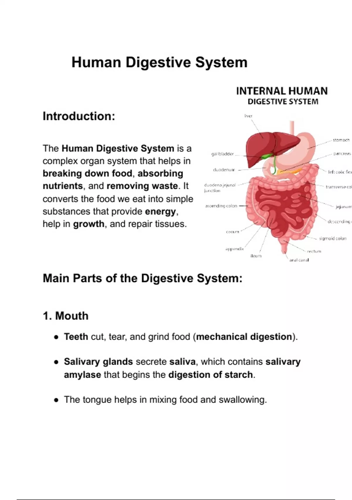 The Human Digestive System: Structure, Functions, and Importance - Biology - Stuvia US