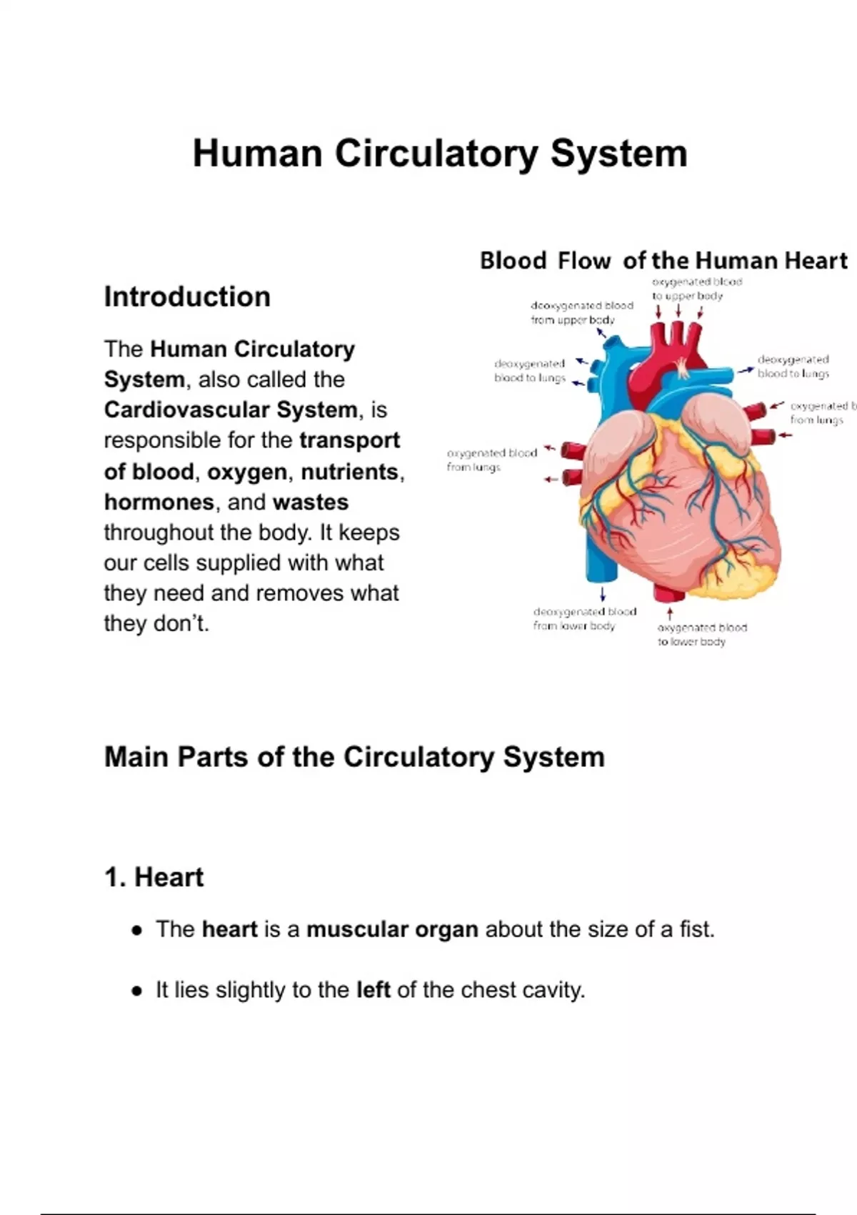 The Human Circulatory System: Structure, Functions, and Importance - Biology - Stuvia US