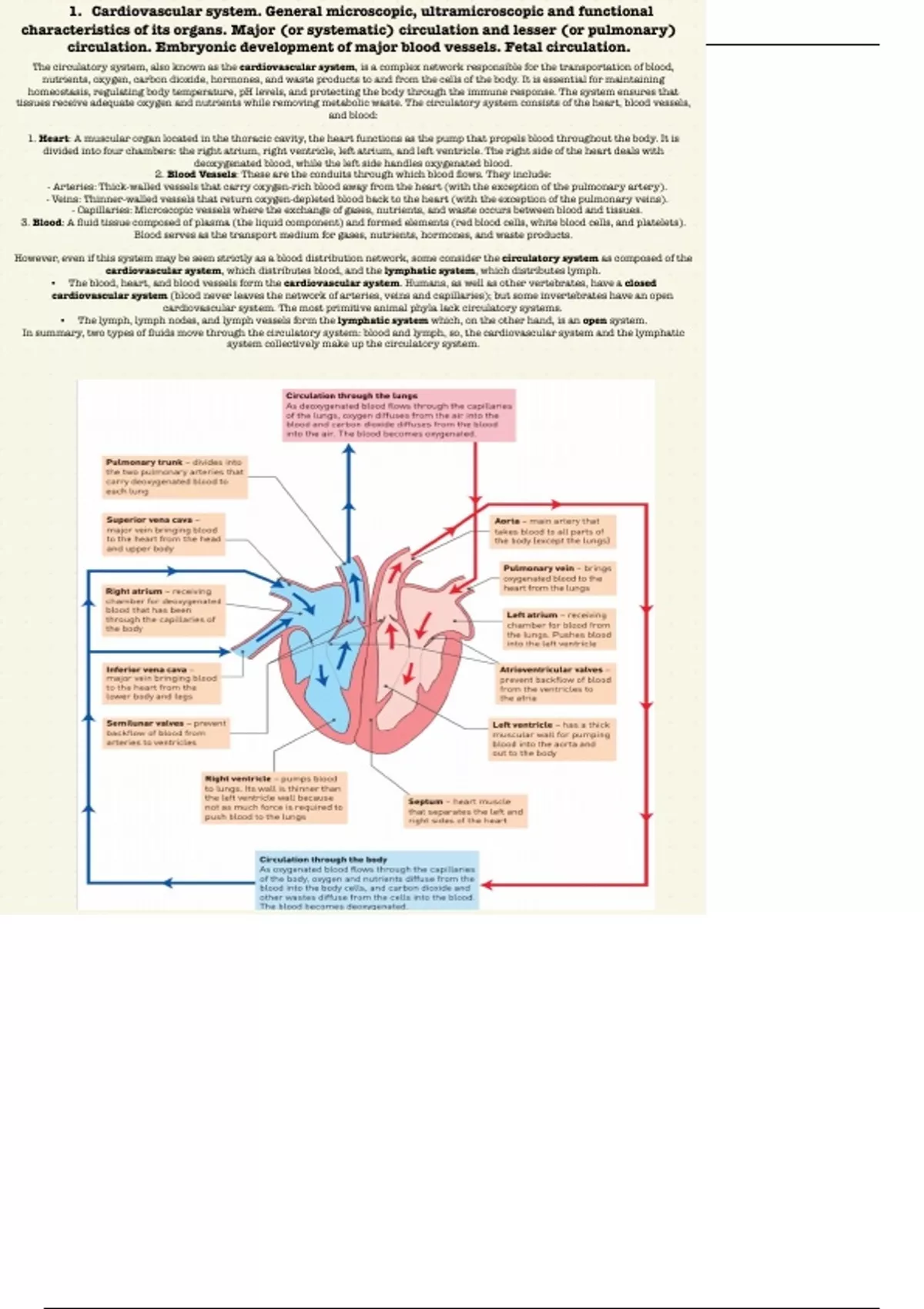Anatomy essays: Cardiovascular system, Heart, Vessels, Circulations ...