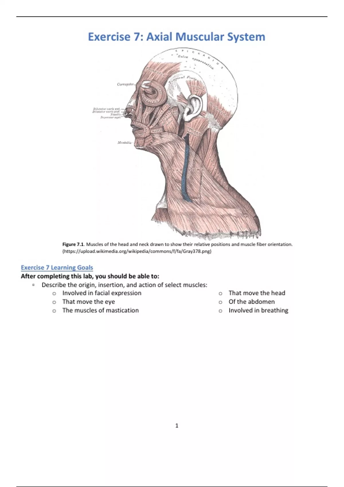 xial Muscles Anatomy Spot Test | Head, Neck, and Trunk Muscle ...