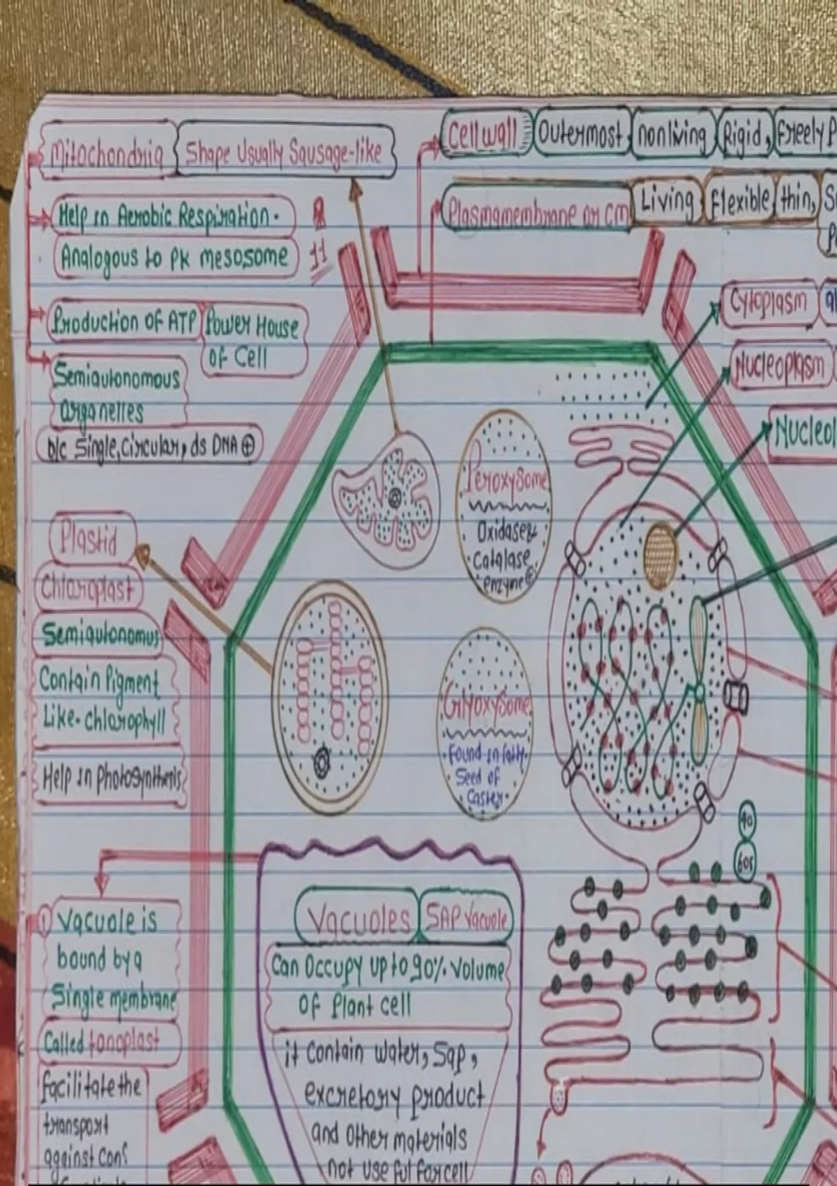 "The Plant Cell: A Microscopic Marvel" - Biology - Stuvia US