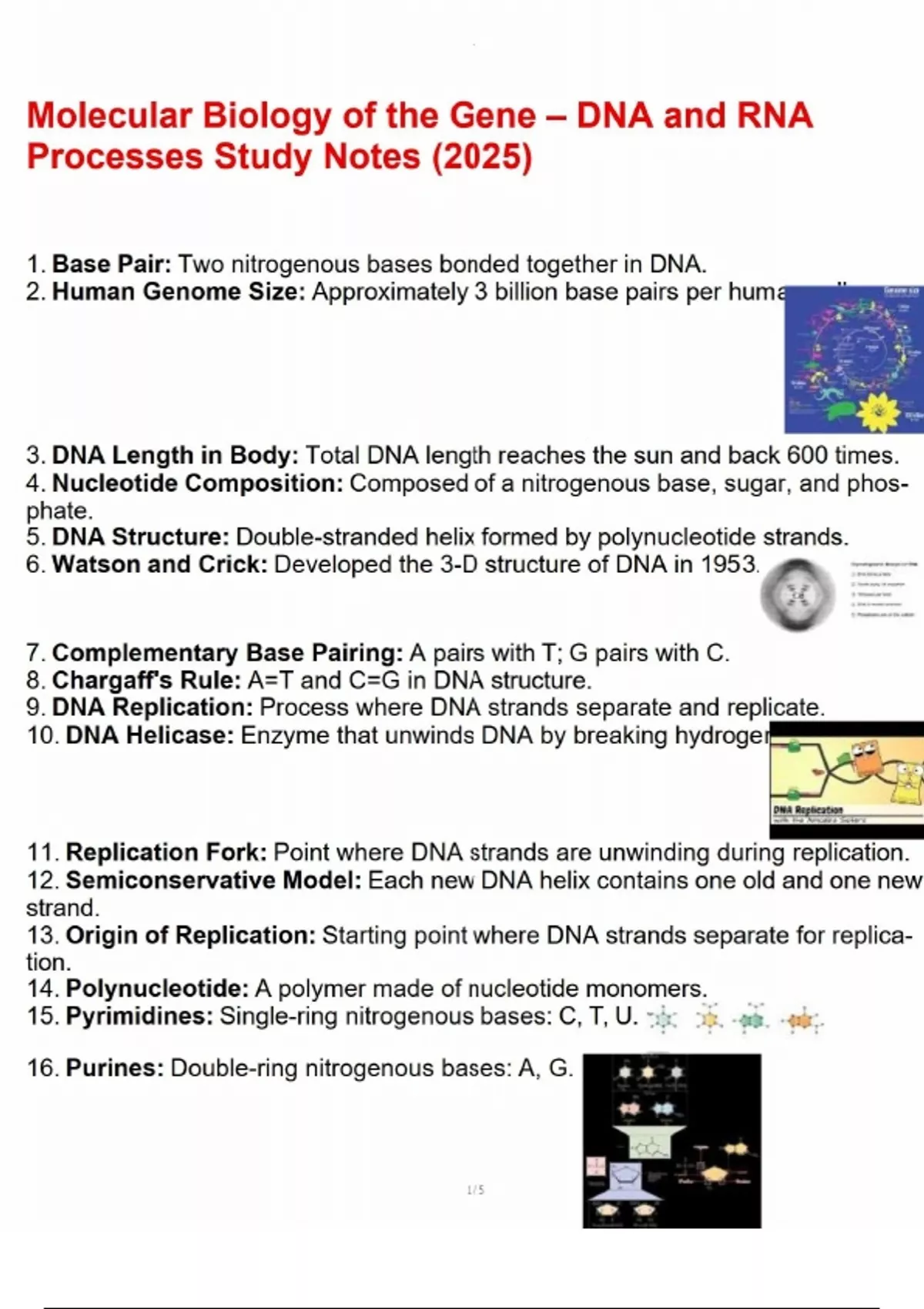 Molecular Biology Of The Gene Dna And Rna Processes Study Notes 2025