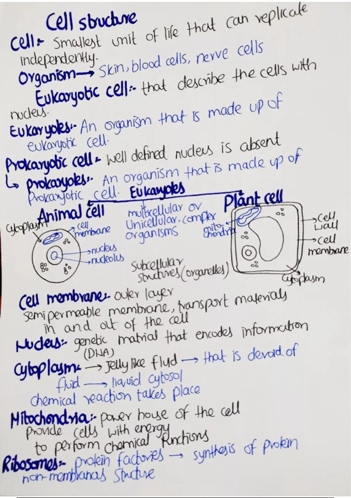 Class notes O levels / IGCSE biology notes - O levels / IGCSE biology ...