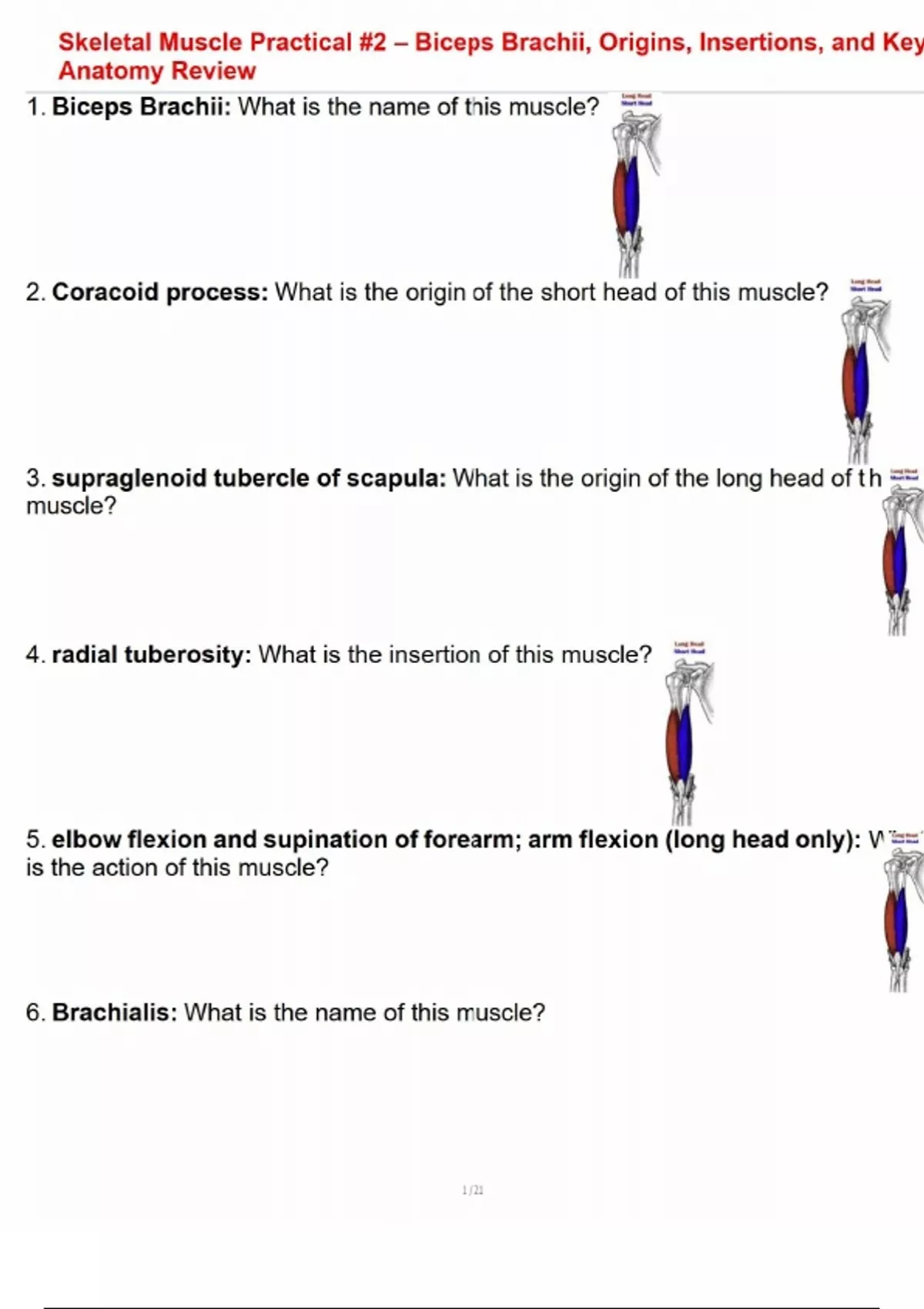 Skeletal Muscle Practical -2 – Biceps Brachii, Origins, Insertions, and ...