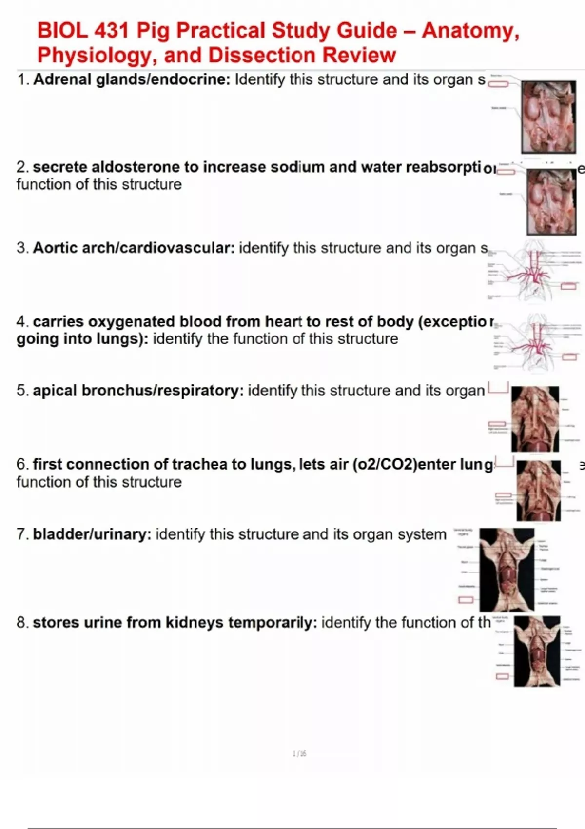BIOL 431 Pig Practical Study Guide – Anatomy, Physiology, and ...