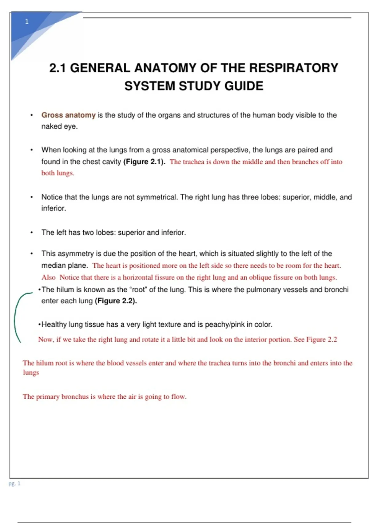 2.1 General Anatomy of the Respiratory System – Complete Study Guide ...